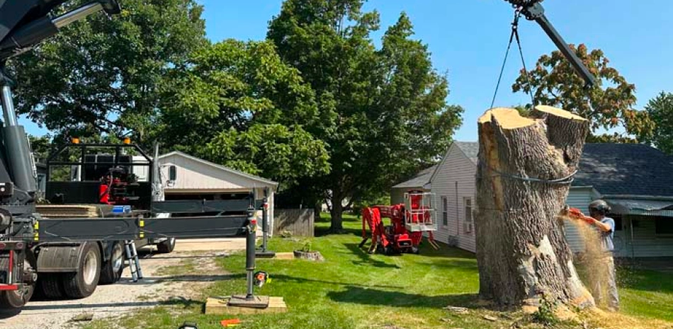 Tree Removal Morton, IL | Fischer Tree & Stump Removal, LLC